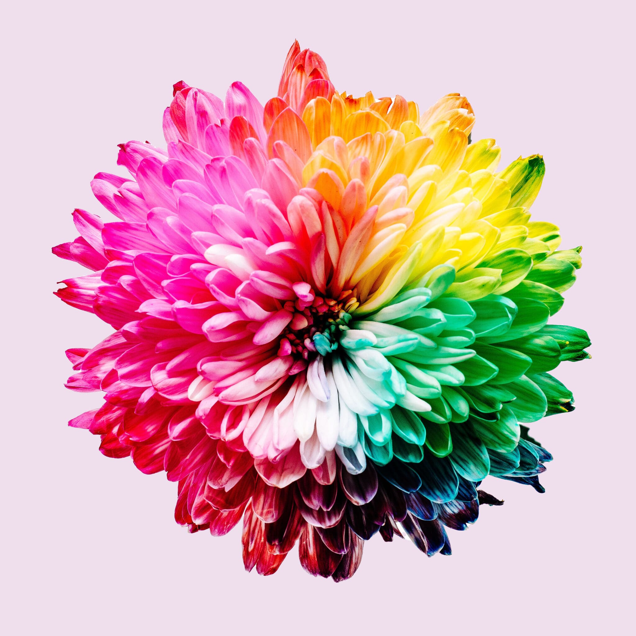 Digital Downloads - Carol Brailey™